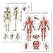 Amazon.com: Palace Learning Muscular & Skeletal System Anatomical ...