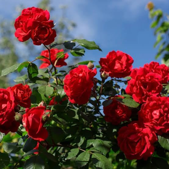 Rare Climbing Red Rose Live Flower Plant (Climbing Rose Plant, Red ...