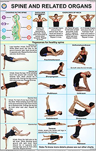 Yo11 Teachingnest Spine And Related Organs Yoga Chart 50x75cm Yoga ...