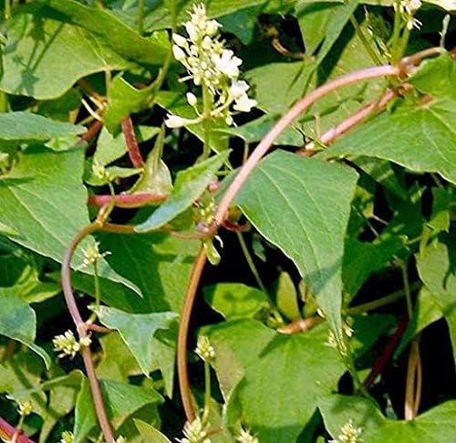 Amazon.com : Dichondra 50pcs fallopia multiflora Plant Seeds : Patio ...