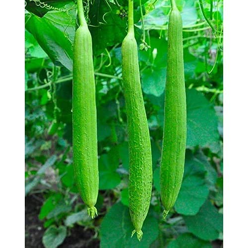 TRICONE High Yield Hybrid Rare Long chichinda Snake Gourd Vegetable 150 ...