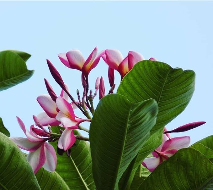 Champa/Chapa/Naag Champa/Plumeria/Flower PLANT "Special Variety" Hybrid ...