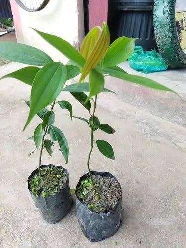 Live Tej Patta, Tamalpatra, Indian Bay Leaf Plant/size 18 to 24 Inches ...