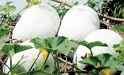 Golden Hills Farm Ash gourd/Wax gourd/Kumbalanga/Petha Vegetable seeds ...