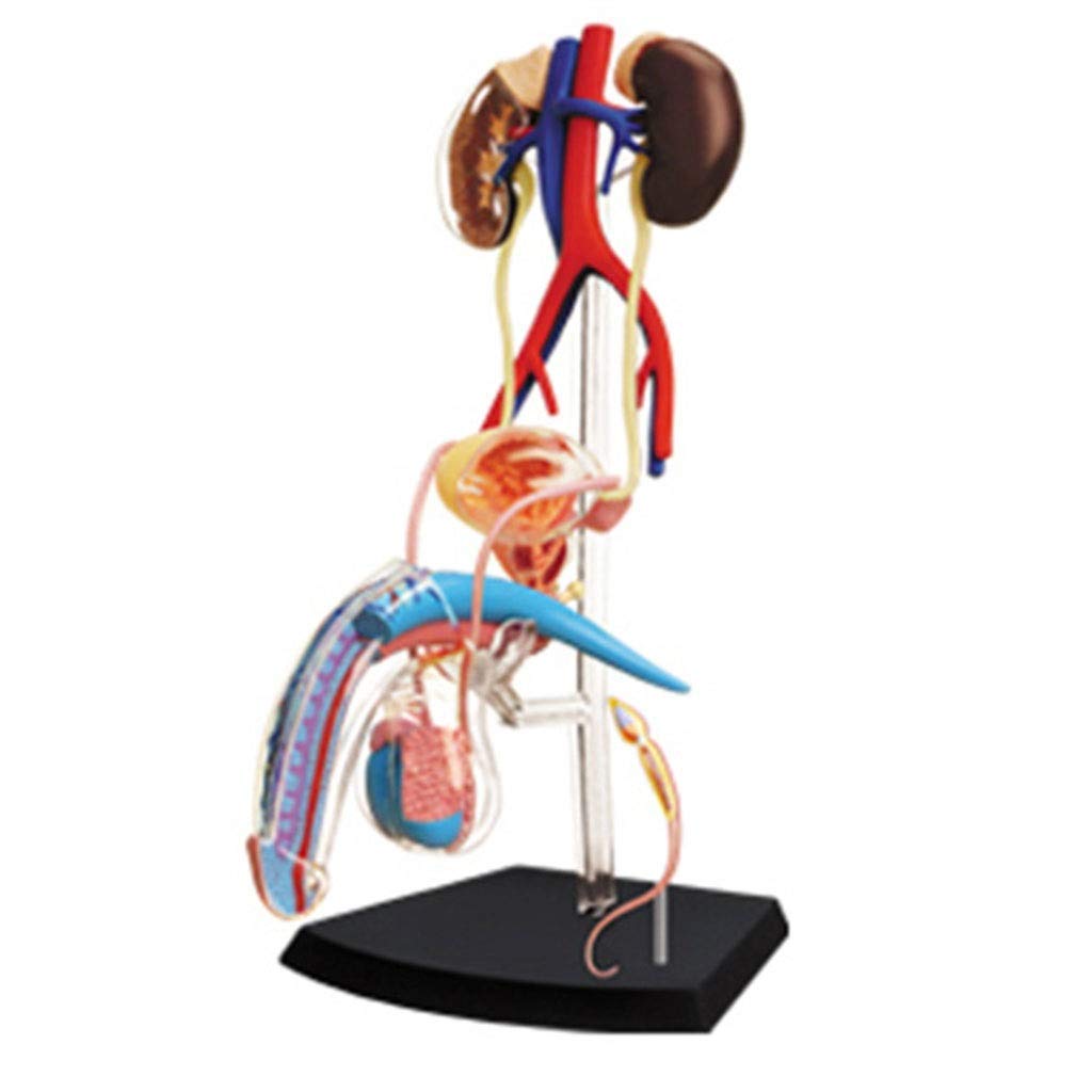 Buy Human Male Reproductive Anatomy, 25 Detachable Biology Teaching ...