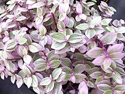 Callisia Pink Lady plant Turtle Vine pink lady plant live Popular ...