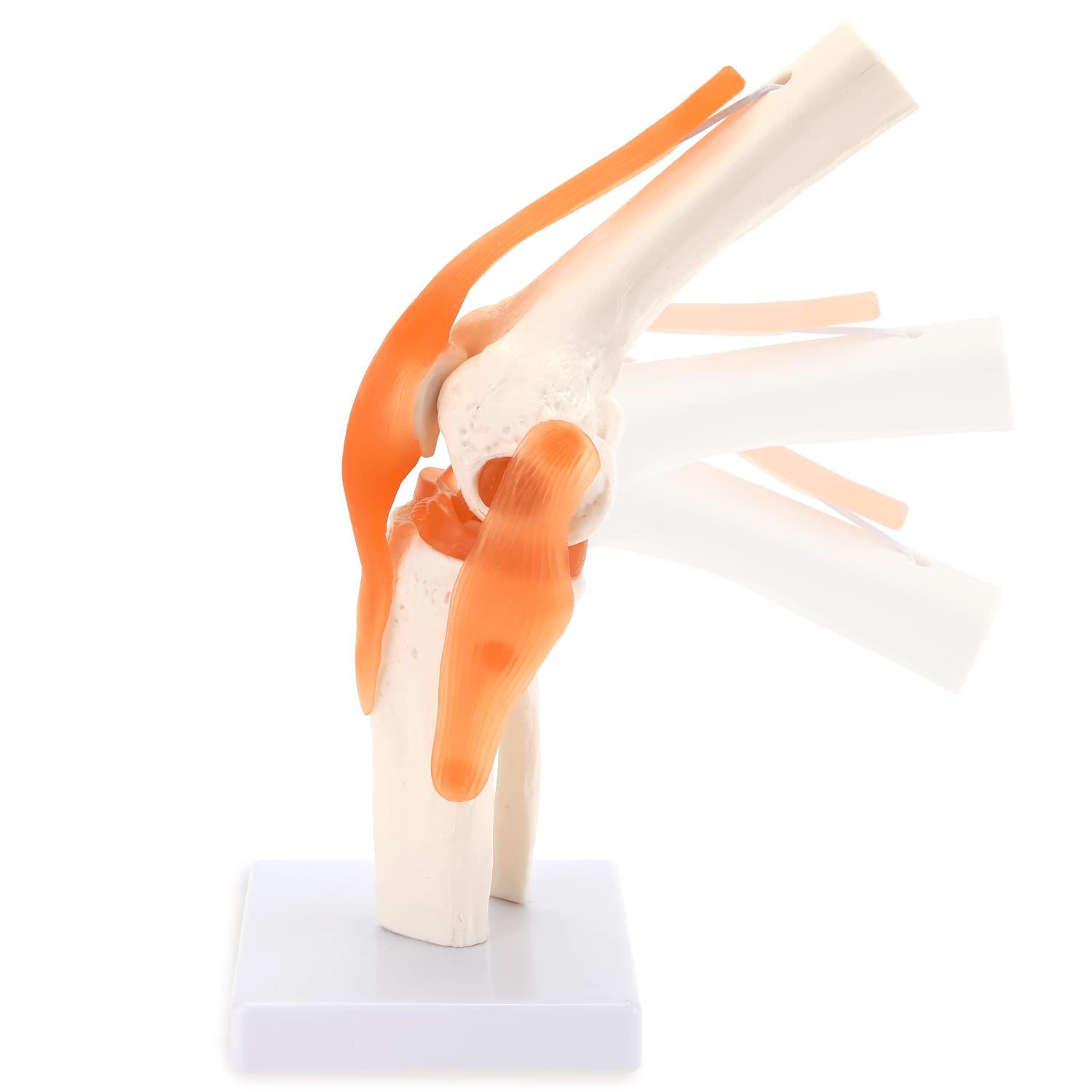 Buy HINGONS Anatomical Medical Knee Ligament Model, Flexible 1:1 ...