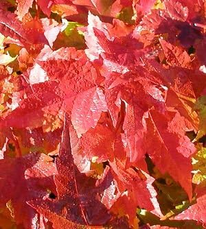 Amazon.com : MAPLE 'RED ROCKET' / 2 gallon Potted : Plants : Patio ...