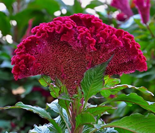 Cockscomb flower - How to grow & care