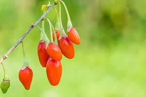 Amazon.com : Goji Berry Bush Seedling for Planting, Wolfberry - 1 Year ...