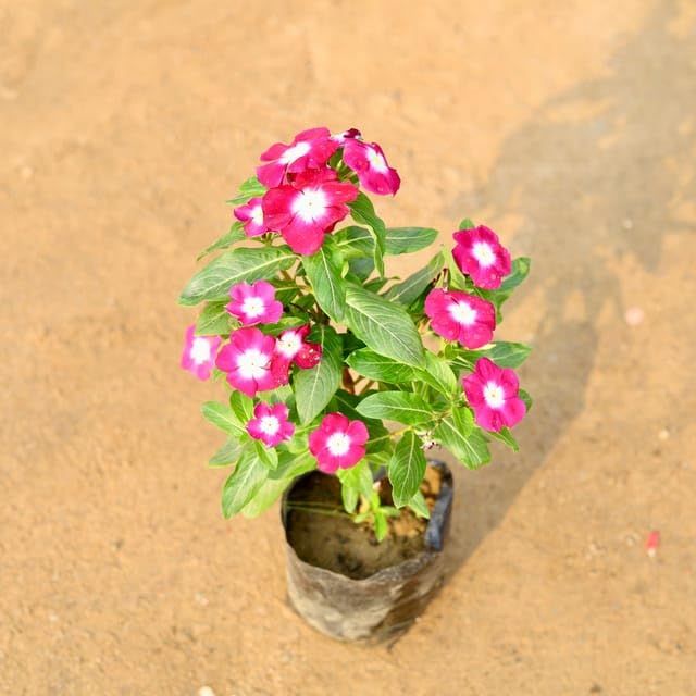 Mphmi Live Plants Vinca/Periwinkle/Sadabahar Hybrid (colour) in 4 Inch ...