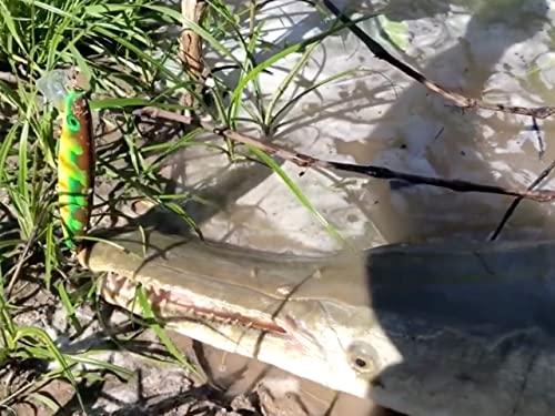 Top 10 Best lures for alligator gar Reviews 2023 – Maine Innkeepers ...