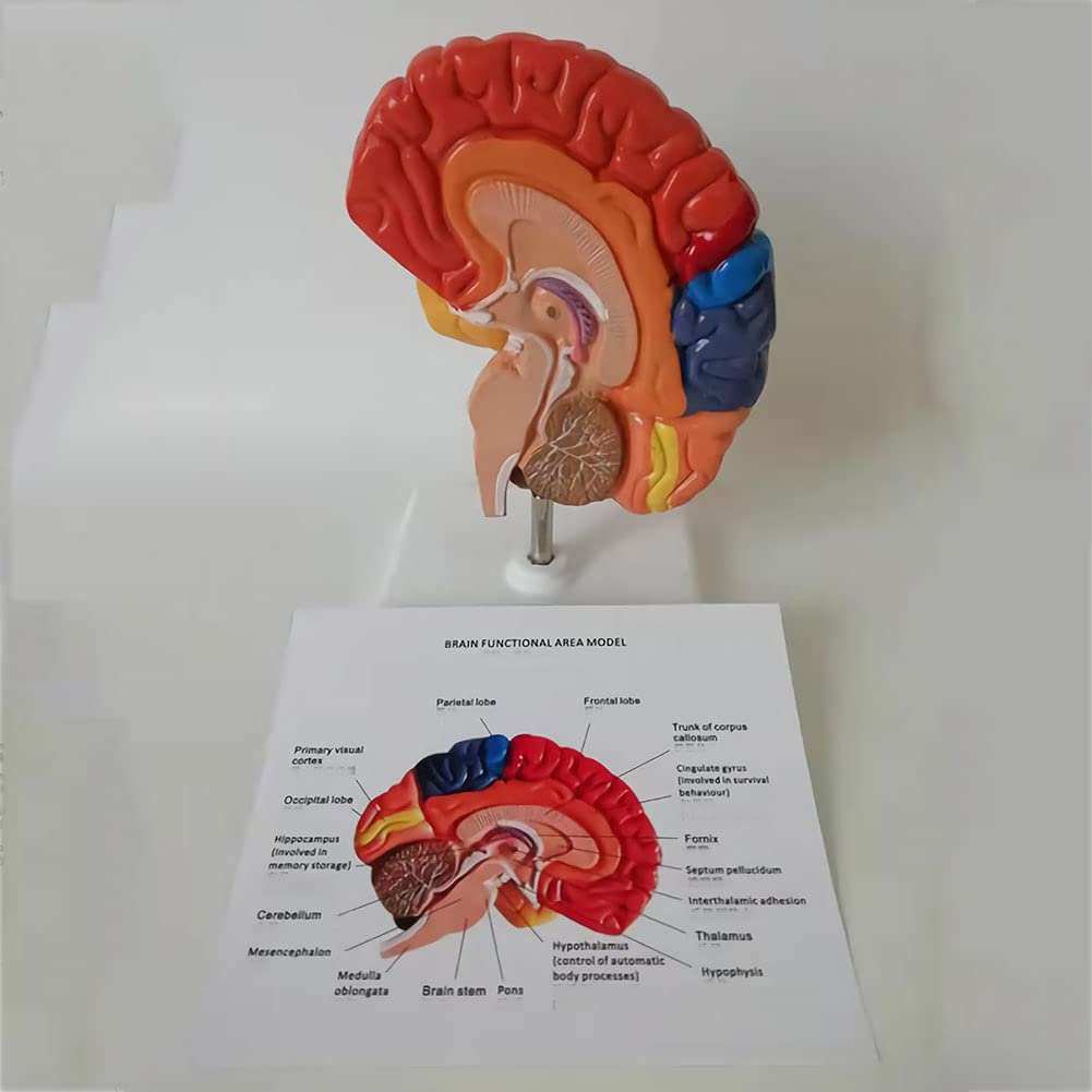 Buy BEAGHTY Anatomically Accurate Brain Model, Color Brain Function ...