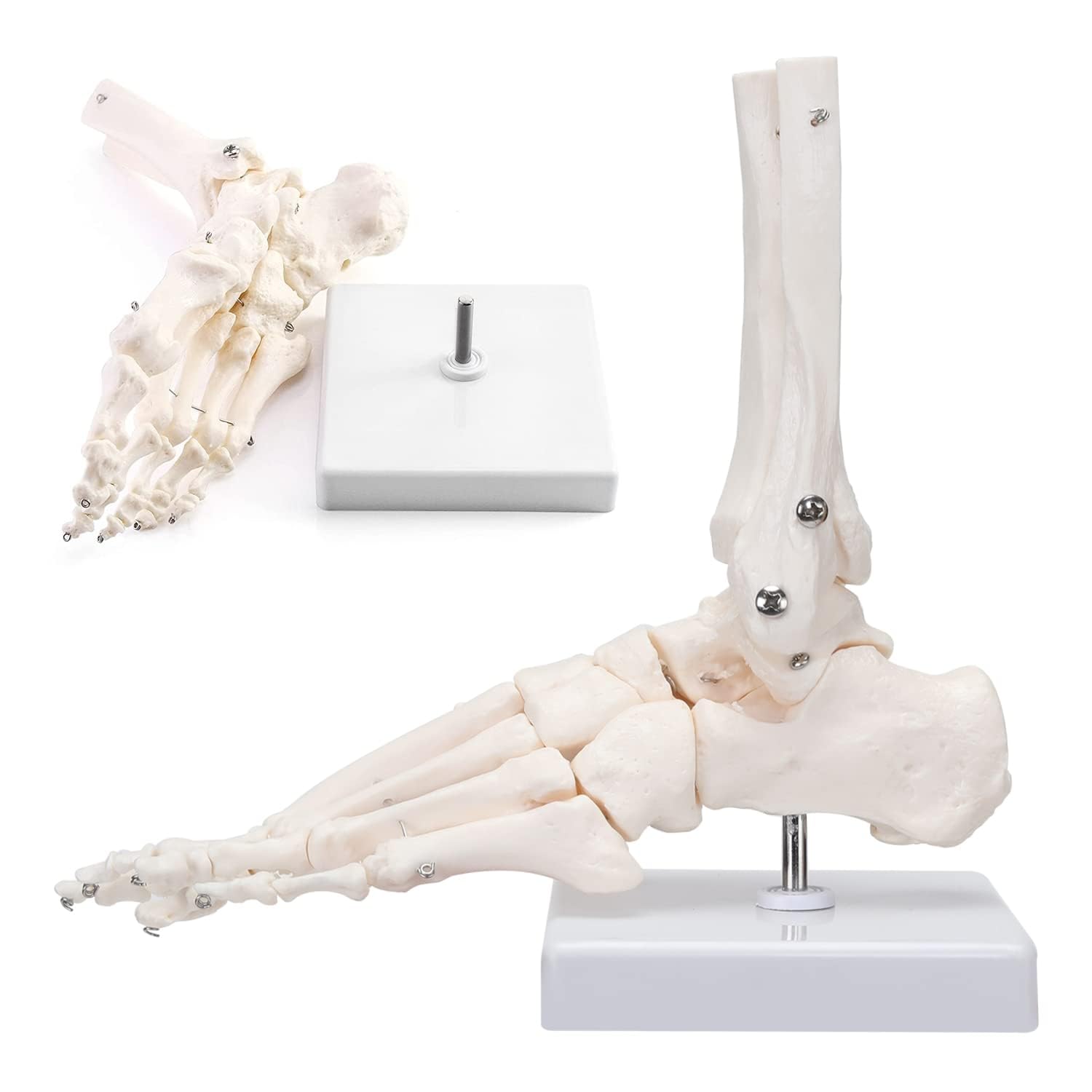Snapklik.com : Human Foot Skeletal Model, Life-Size Model Showing The ...