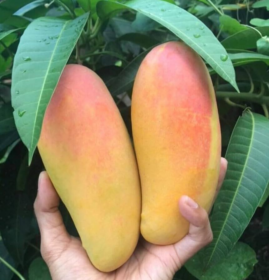 Buy Mango Tree, Maha Chanok Mango Grafted Tree 3 to 4 Feet Tall in 3 ...