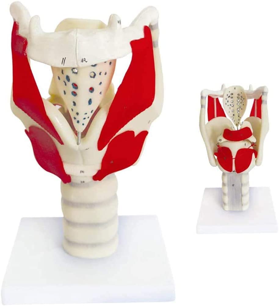 Buy GLJY Human Larynx Anatomical Model, Anatomically Accurate, Larynx ...