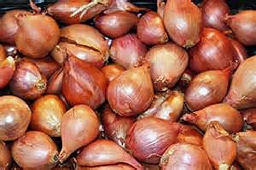 Amazon.com: Grower's Solution Dutch Yellow Shallot, 1 Pound : Grocery ...