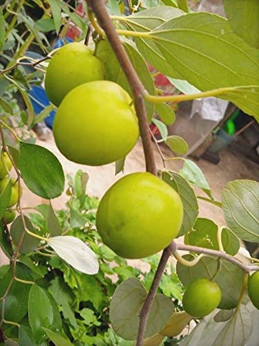 Cloud Farm Yellow Apple ber plant Hybrid and Grafted Live Plant[CF125 ...