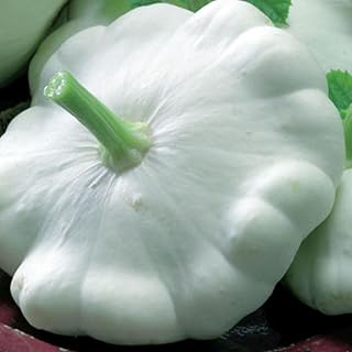 Harvesting Patty Pan Squash: A Step-By-Step Guide | CyCookery