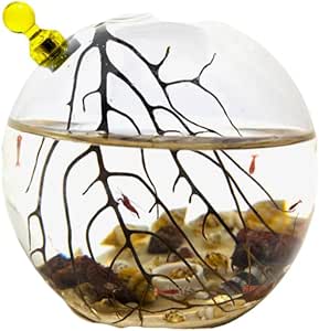 Amazon.com : Glass Self Sustaining Shrimp Ecosphere by ShrimpsCity ...