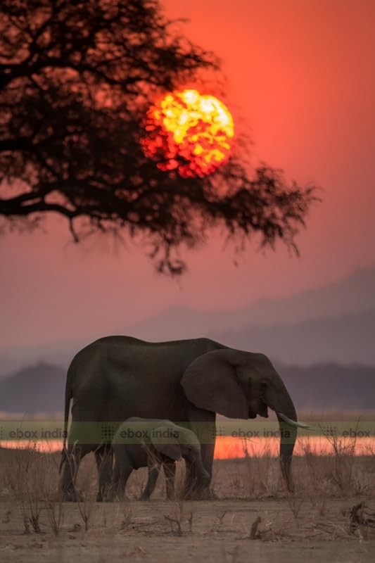 Poster of Elephant, Elephant Posters for Room Wall Decortation, Size ...