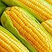 Amazon.com : 25 Golden Bantam Corn Seeds | Non-GMO | Heirloom | Fresh ...