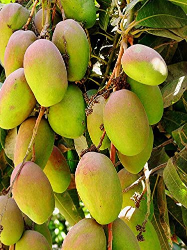 ROYAL LAND Fruit Live Plant Grafted All Season Mango Sweet Dwarf Maldah ...