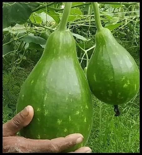 Bottle Gourd Round Seeds Vegetable Hybrid Seeds for Home Garden for ...