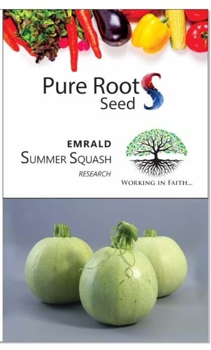 Pure Root Seed Emrald Summer Squash (Research) Summer Squash Seeds ...