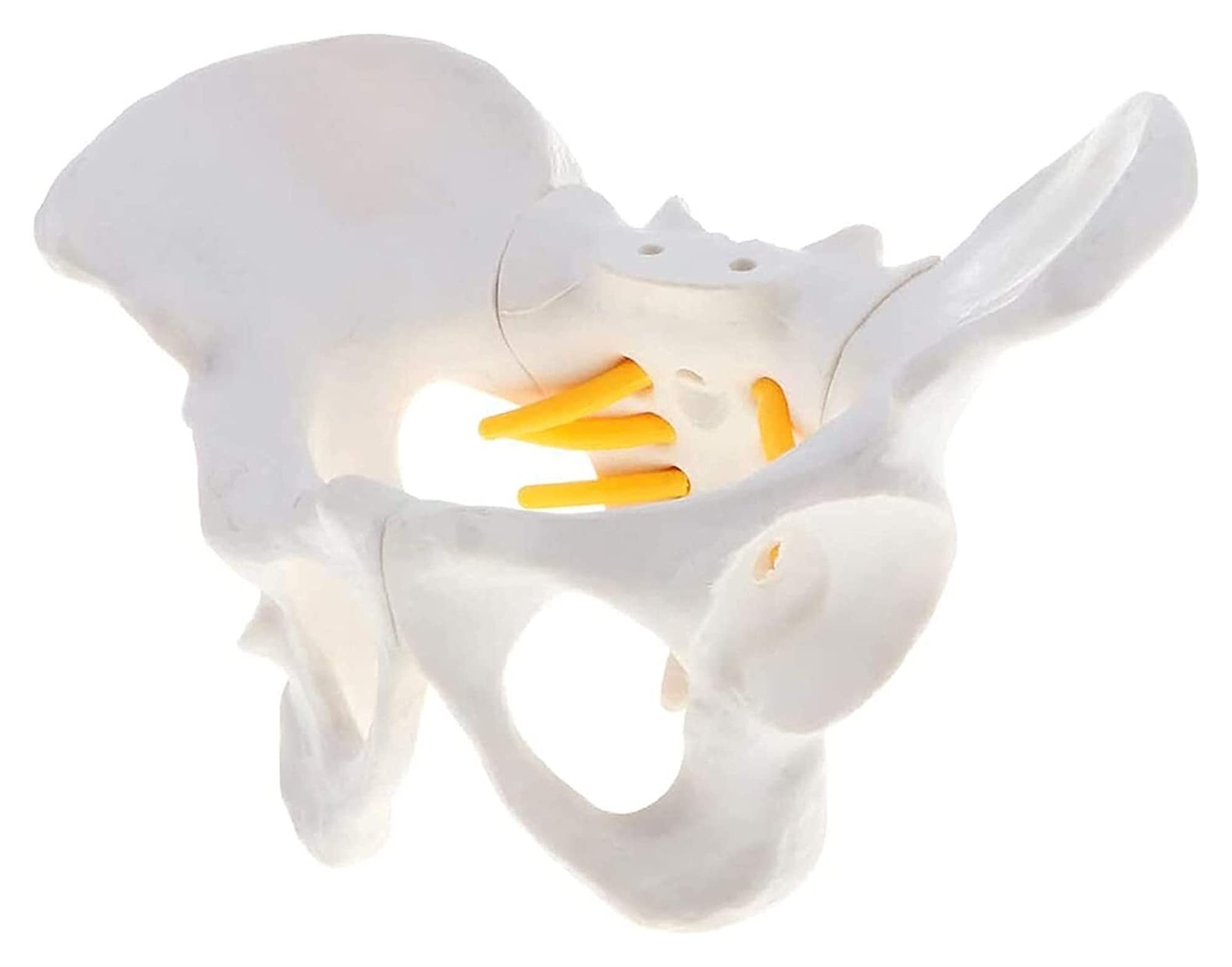 Yuesfz Organ Model Female Pelvis Skeletal Model Medical Anatomical ...