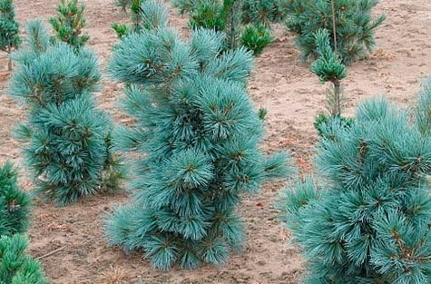 Amazon.com : CESARINI Blue Limber Pine - The BLUEST Selection of Pinus ...