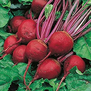 Farm High Yield Detroit Dark Red Beetroot Seeds 100 seeds : Amazon.in ...