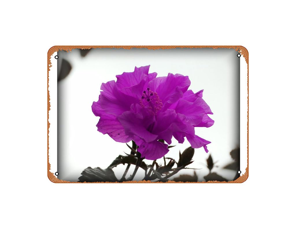 Alinaviolet - Best photos on dibujosparaimprimir.net