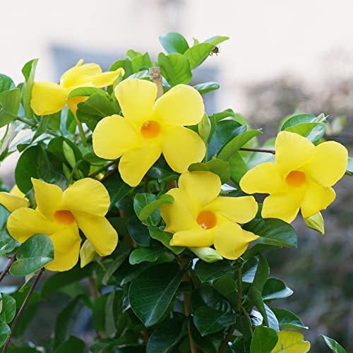 Yellow mandevilla - How to grow & care