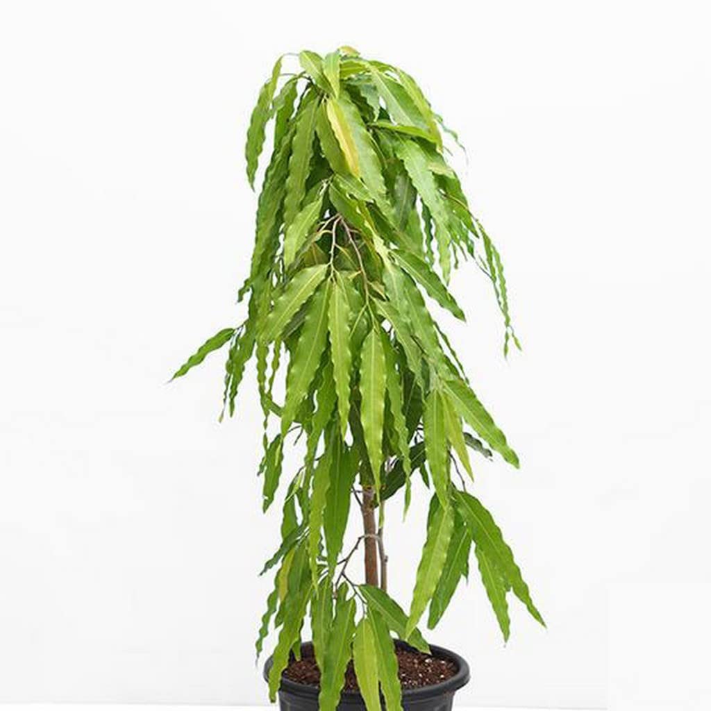 False Ashoka Tree Buy Road Side Picks Five Polyalthia Longifolia