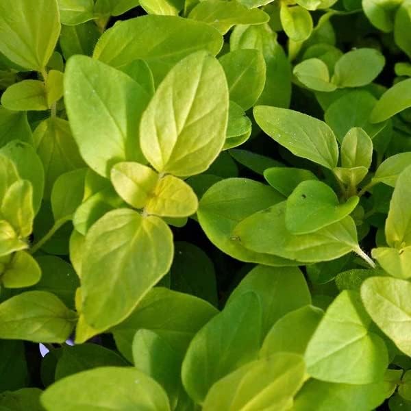 Amazon.com : Oregano, Golden, 2 Live Plants in 3.5" pots, Aromatic ...