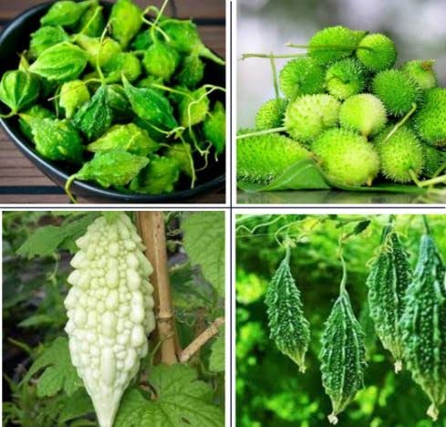 Buy 4 Types Of Desi Vegetable (Non-Hybrid) (3Types Gourds+Contola ...