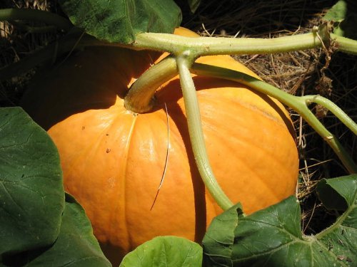Cucurbita Maxima L