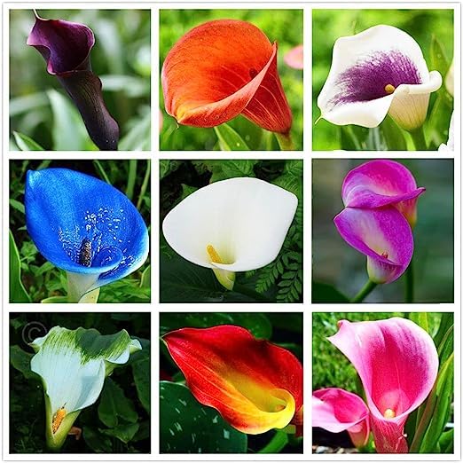 Earth Hopper All Seasons Calla Lily Mix Flower Seeds- 35+ Seeds Trial ...