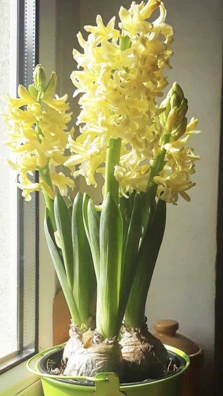 RADHA KRISHNA AGRICULTURE® Hyacinth double flower bulbs | yellow ...