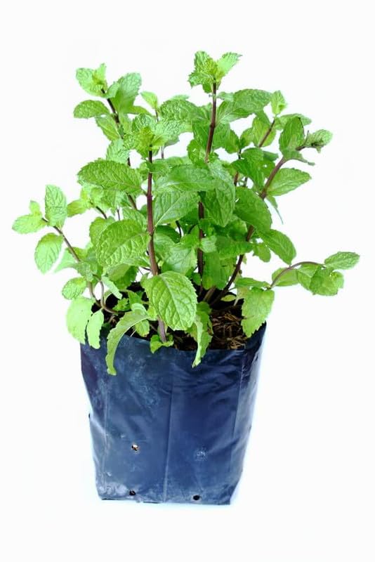 Soil Savers Real Live Desi Pudina Puthina Mentha Mint Plant Medicinal ...