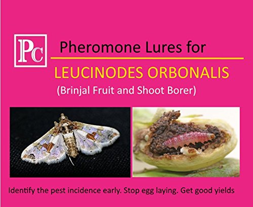 Pheromone Lures for Leucinodes orbonalis (Brinjal Fruit and Shoot Borer ...