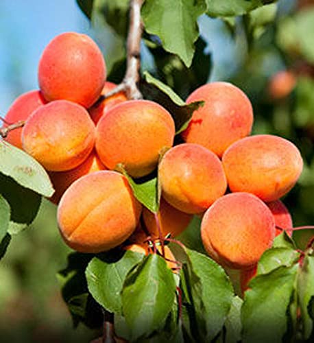 Redwingz Apricot Froot Live Plants & Tree for Home Garden Grafted(2 ...