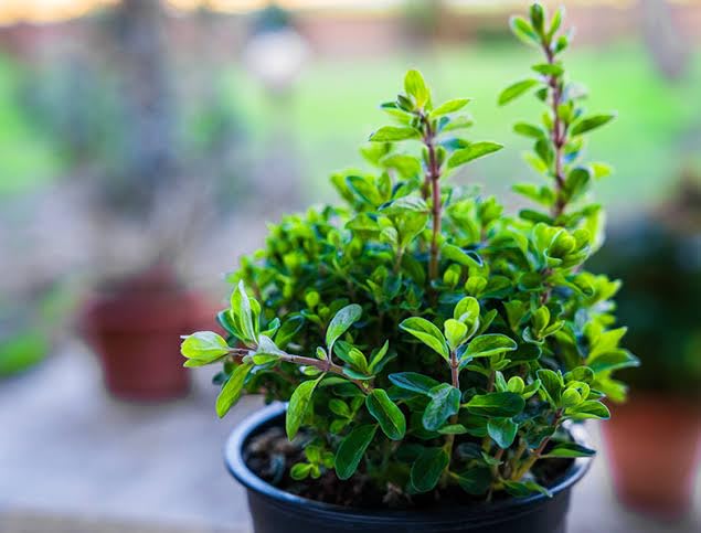 Mphmi NCR Live Plants Origanum Majorana, Marjoram, Marwa - Plant ...