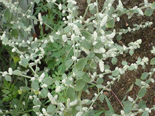 Mountain Knot Grass flower (Its Raw Mountain Knot not a Powder), Poola ...