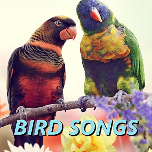Play Bird Songs by Bird Songs on Amazon Music