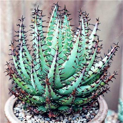 65 Pcs Rainbow Seeds Aloe Succulent Seeds Mini Garden Mixed Lucky Aloe ...