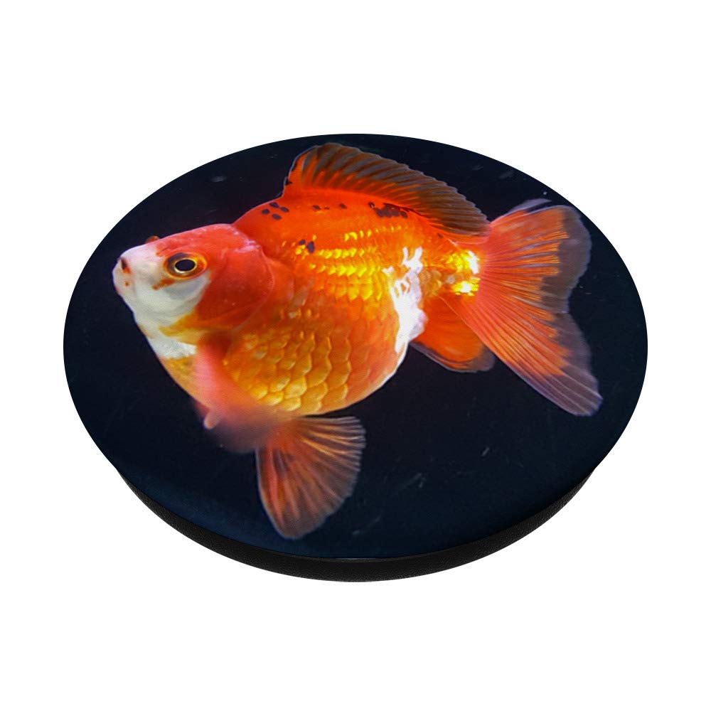 Snapklik.com : Fancy Tank Bubble Eye For Sale Ryukin