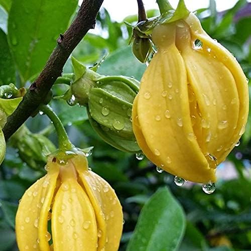 Yellow Swarna Chapa,Golden Champa grafted Very Beautiful Original ...