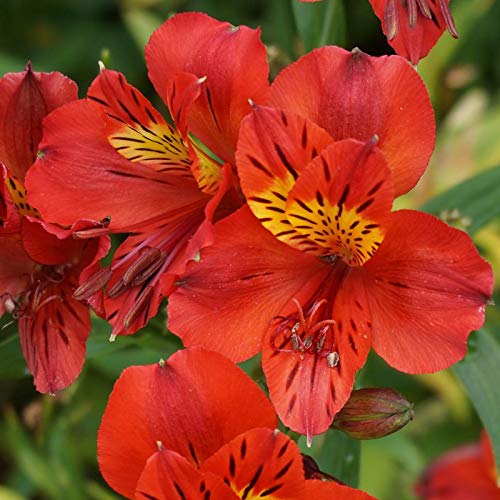 Indian Meadows Alstroemeria Peruvian lily flower bulb the Incas for ...